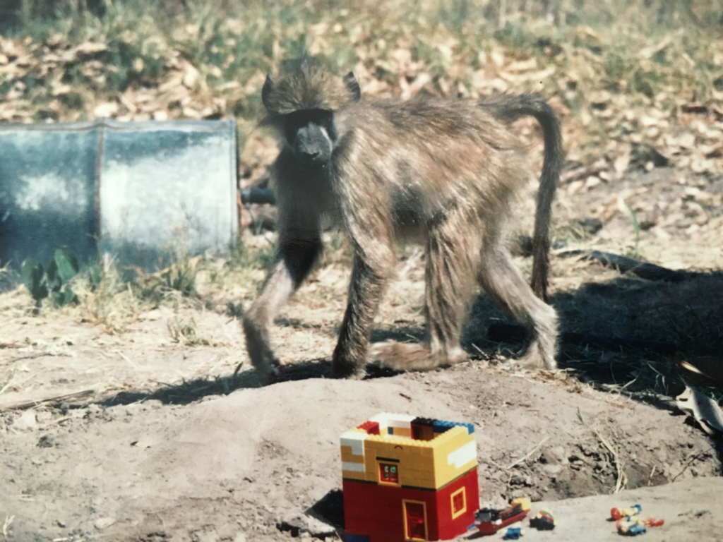 Featured Monkey: Morgan - Keena RobertsKeena Roberts